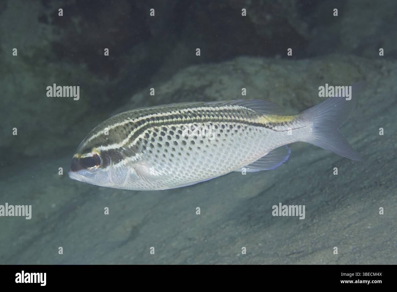 Arabian monocle bream (Scolopsis ghanam Stock Photo - Alamy