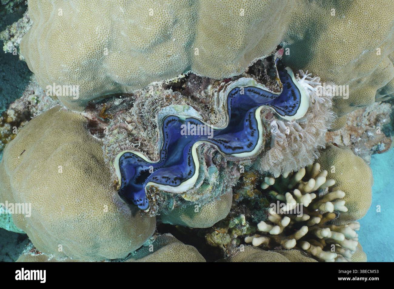 Common giant clam (Tridacna maxima Stock Photo - Alamy