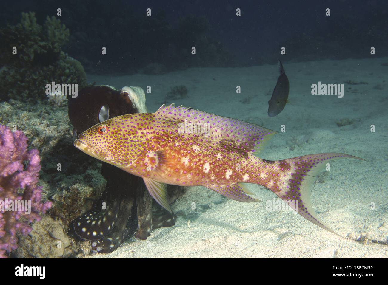 Crescent moon jewelled perch (Variola louti Stock Photo - Alamy