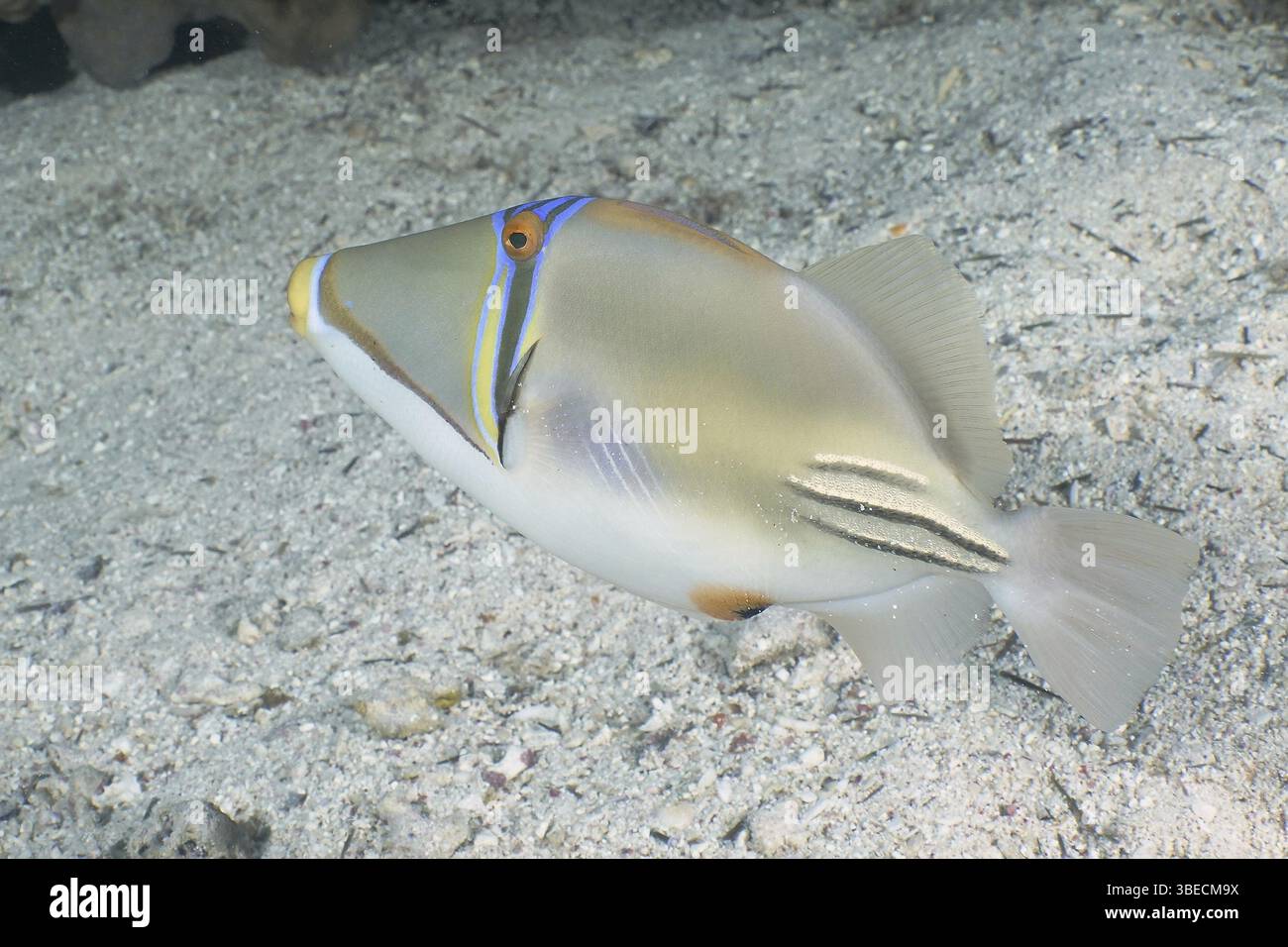 Picasso triggerfish pattern hi-res stock photography and images - Alamy