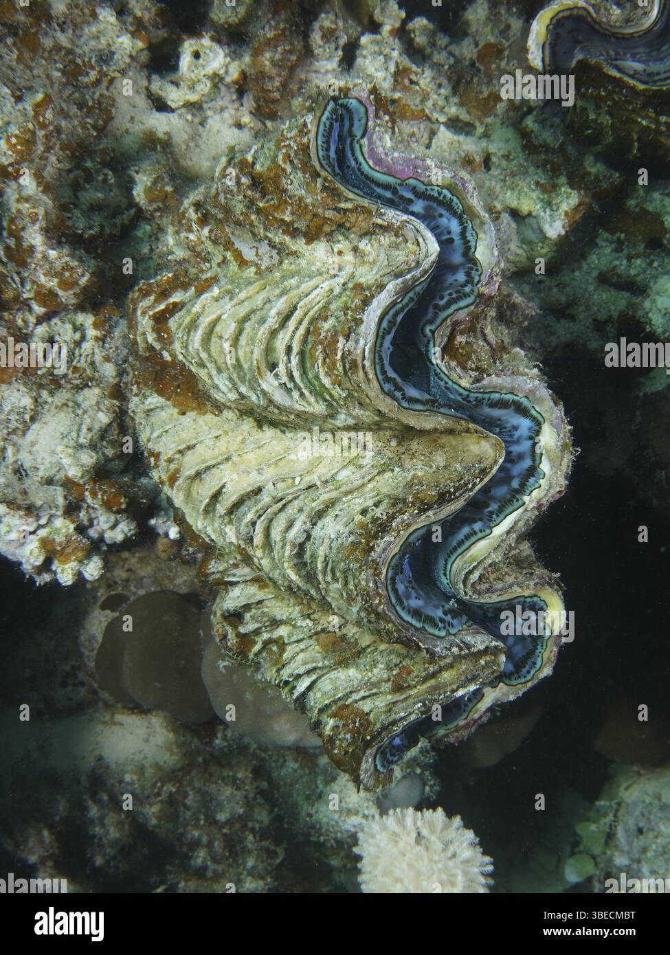 Fluted giant clam (Tridacna squamosa Stock Photo - Alamy