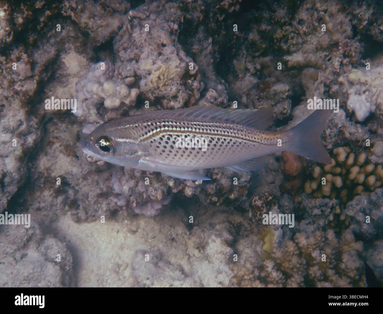 Arabian monocle bream (Scolopsis ghanam Stock Photo - Alamy