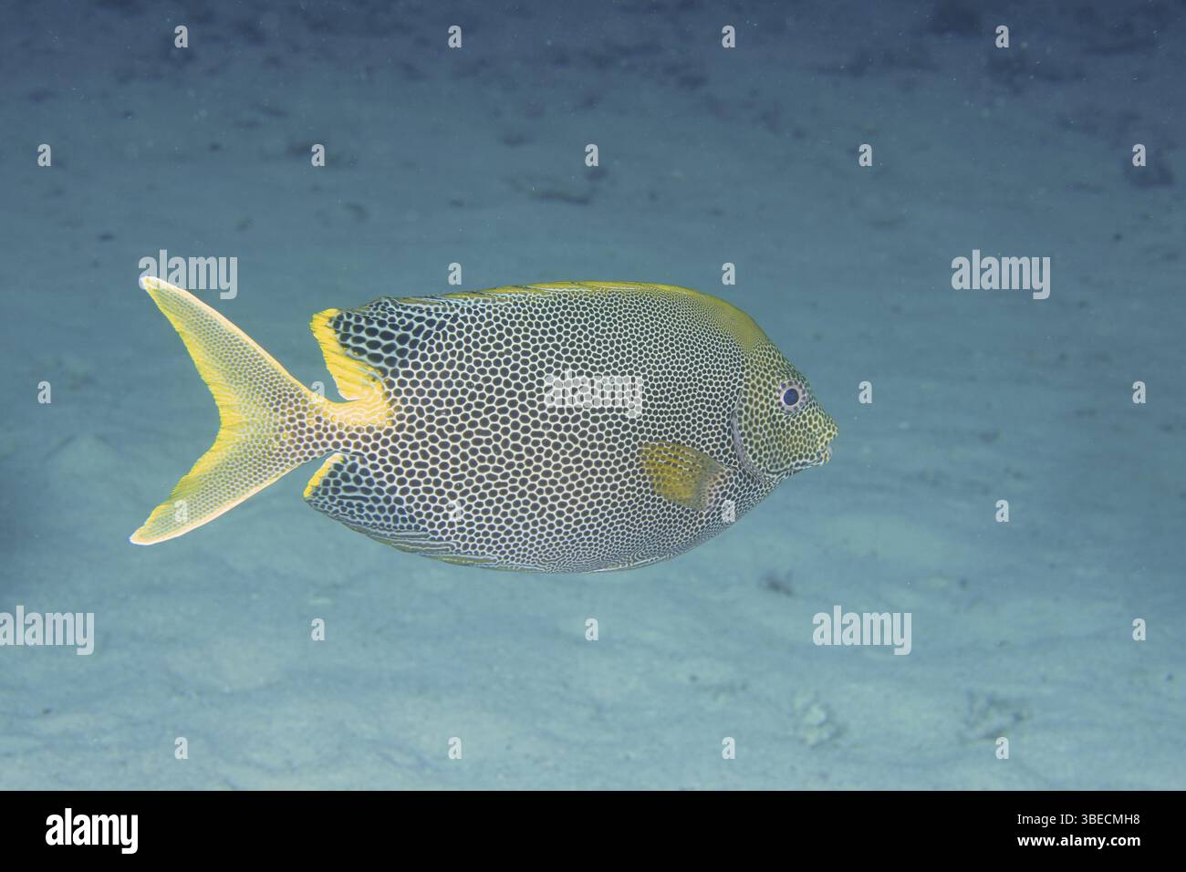 Spotted rabbitfish (Siganus stellatus laqueus Stock Photo - Alamy
