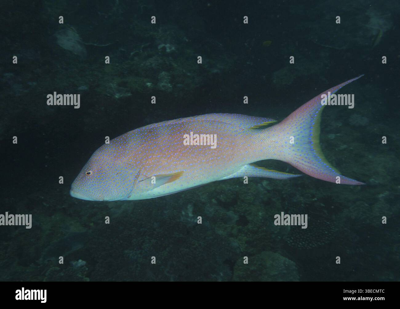 Crescent moon jewelled perch (Variola louti Stock Photo - Alamy