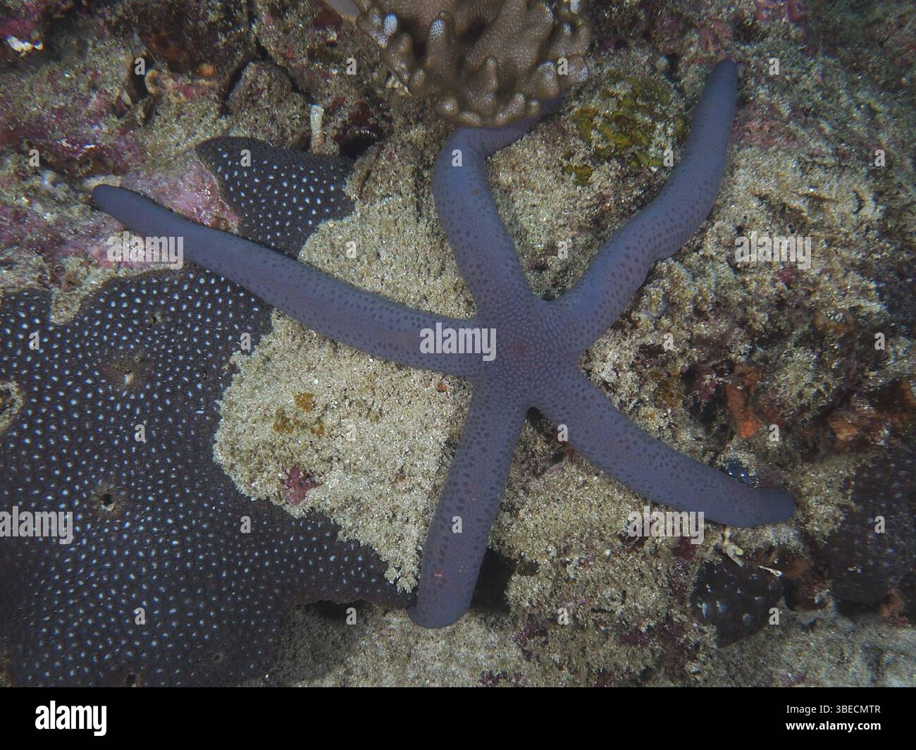 Blue bat star patiria pectinifera hi-res stock photography and images ...