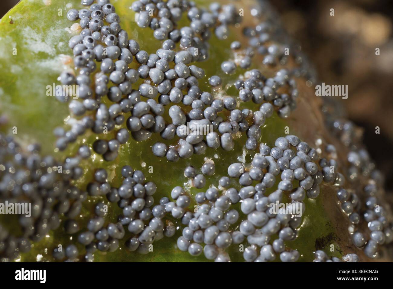 Grey grass slime mould (Physarum cinereum Stock Photo - Alamy