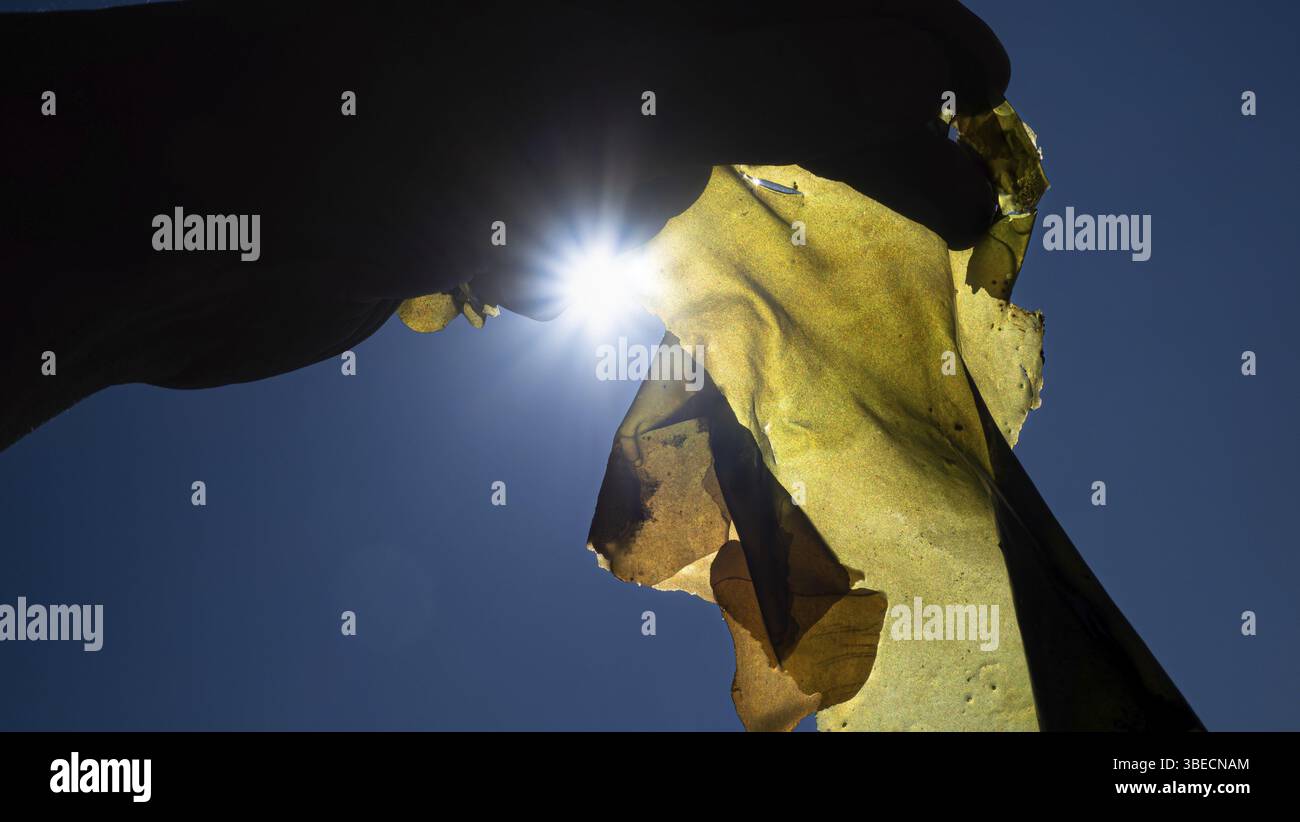 Kelp saccharina latissima hi-res stock photography and images - Alamy