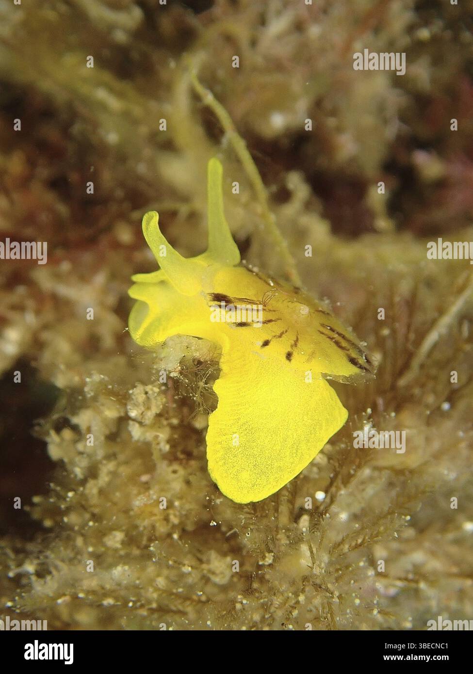 Golden sponge snail (Tylodina perversa Stock Photo - Alamy