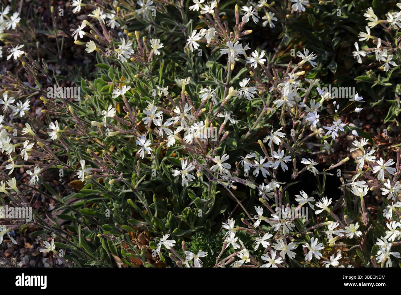 Catchfly, Silene andryalifolia, Caryophyllaceae. Spain, North Africa ...