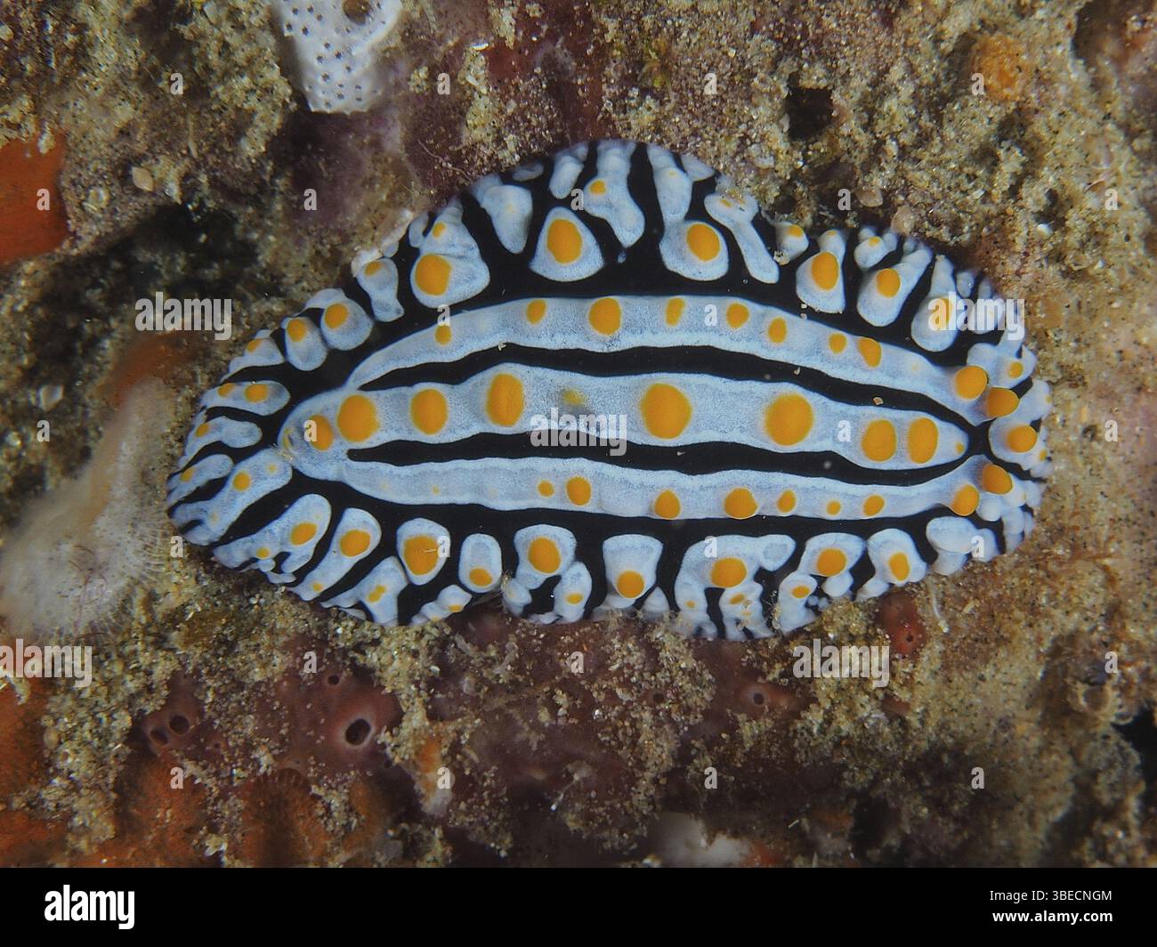 Varicose Wart Slug (Swollen Phyllidia, Varicose Phyllidia Stock Photo ...