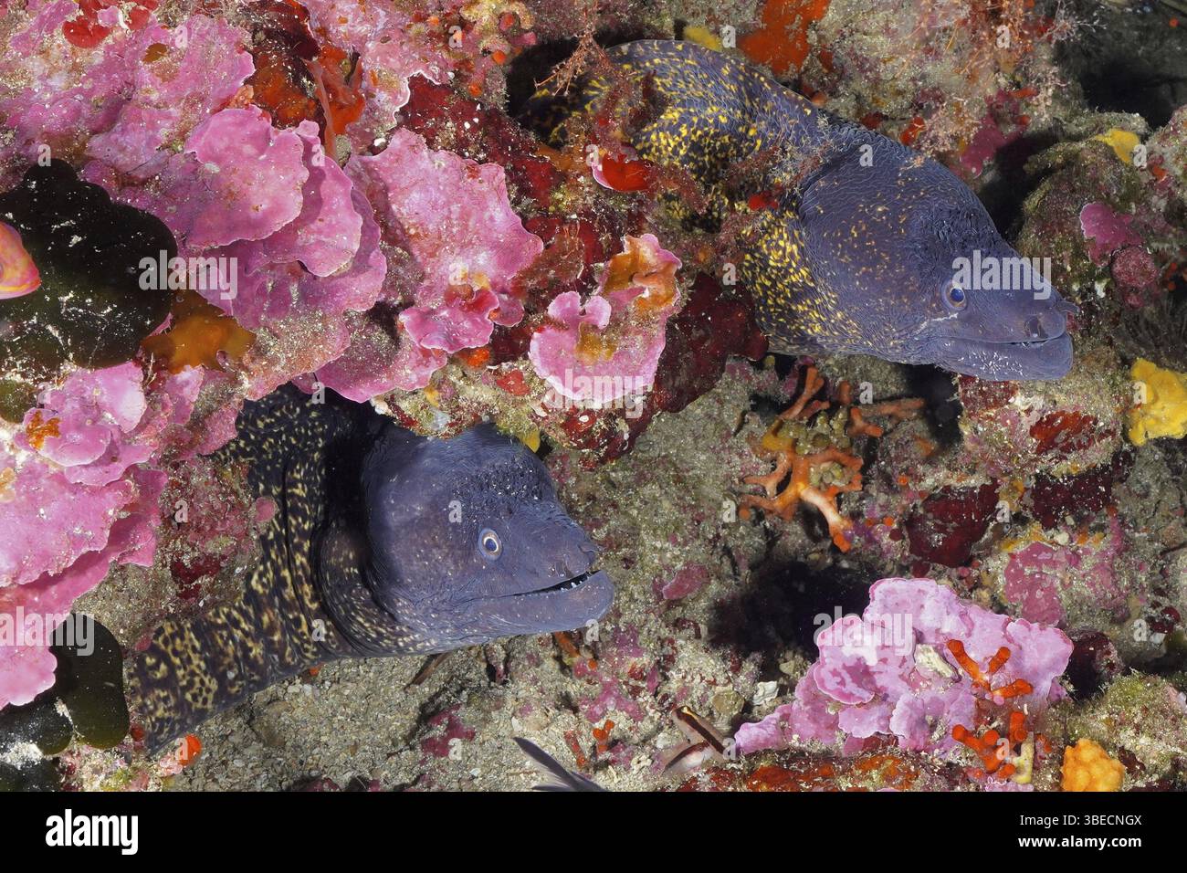 Mediterranean moray eel (Muraena helena Stock Photo - Alamy