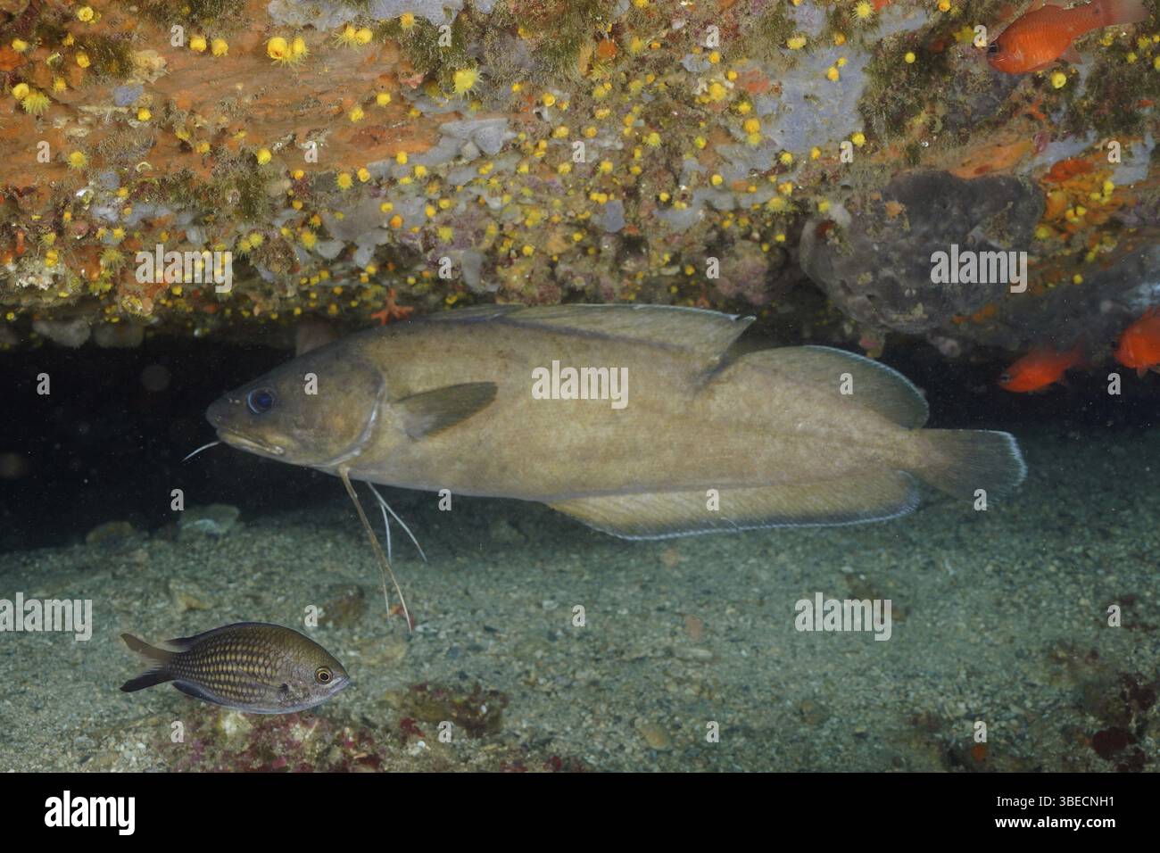 Phycis phycis (Phycis phycis Stock Photo - Alamy