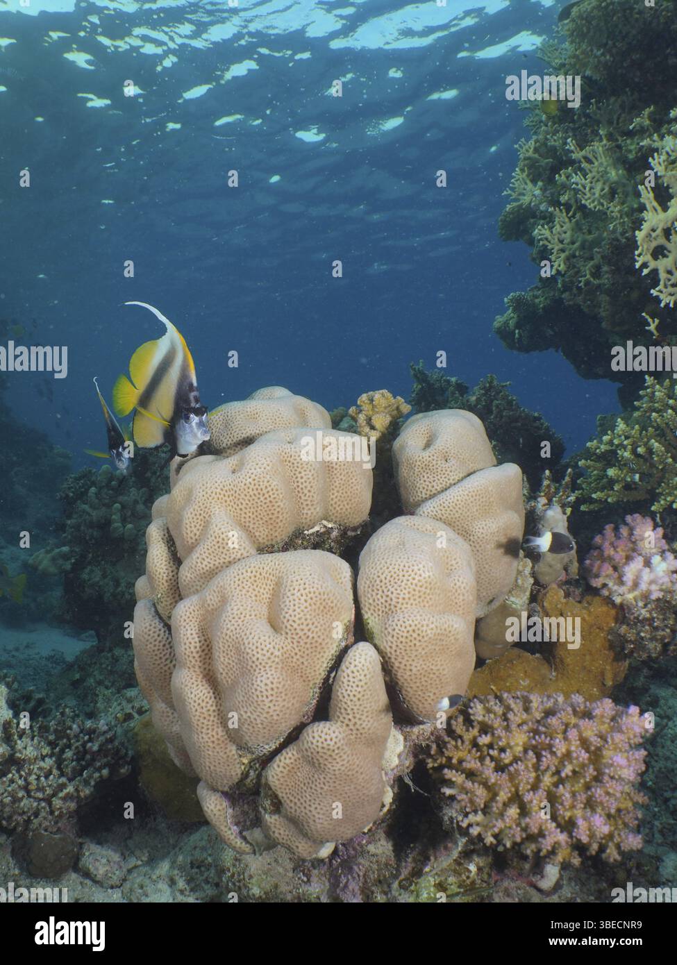 Edwards star coral (Goniastrea edwardsi Stock Photo - Alamy