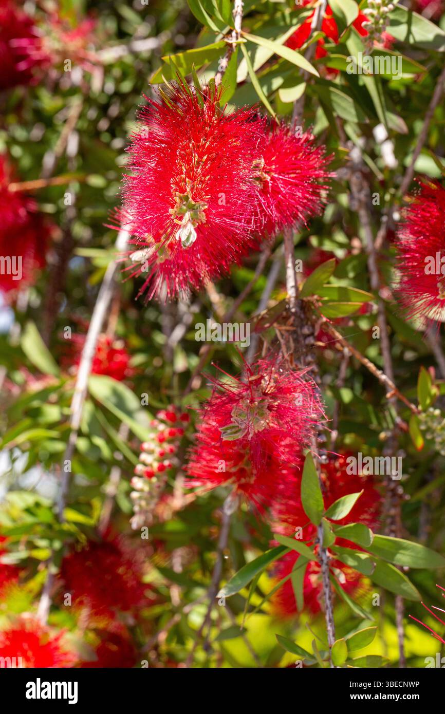 Callistemon citrinus (Callistemon, bottlebrushes) flowers Stock Photo - Alamy