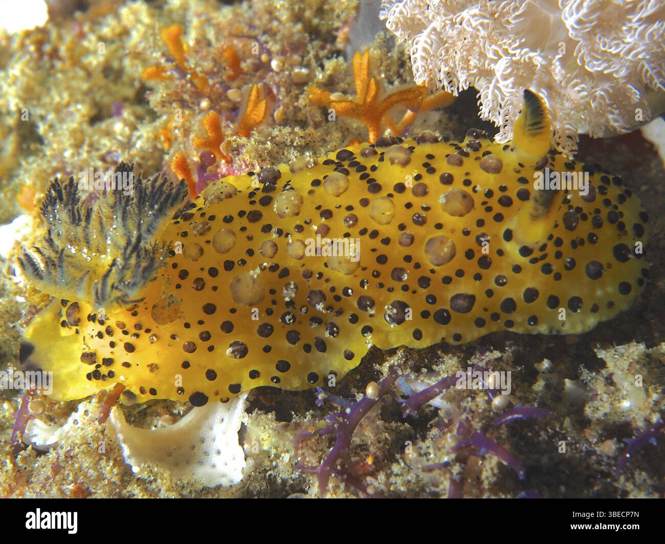 Spotted slug hi-res stock photography and images - Alamy