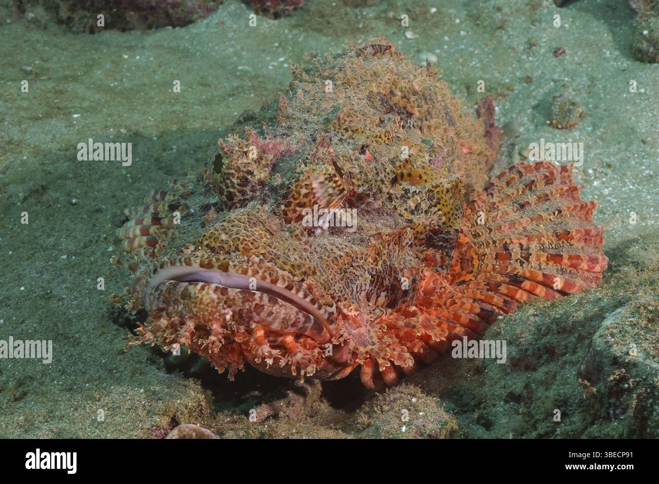 Fringed dragon's head (Scorpaenopsis oxycephala Stock Photo - Alamy