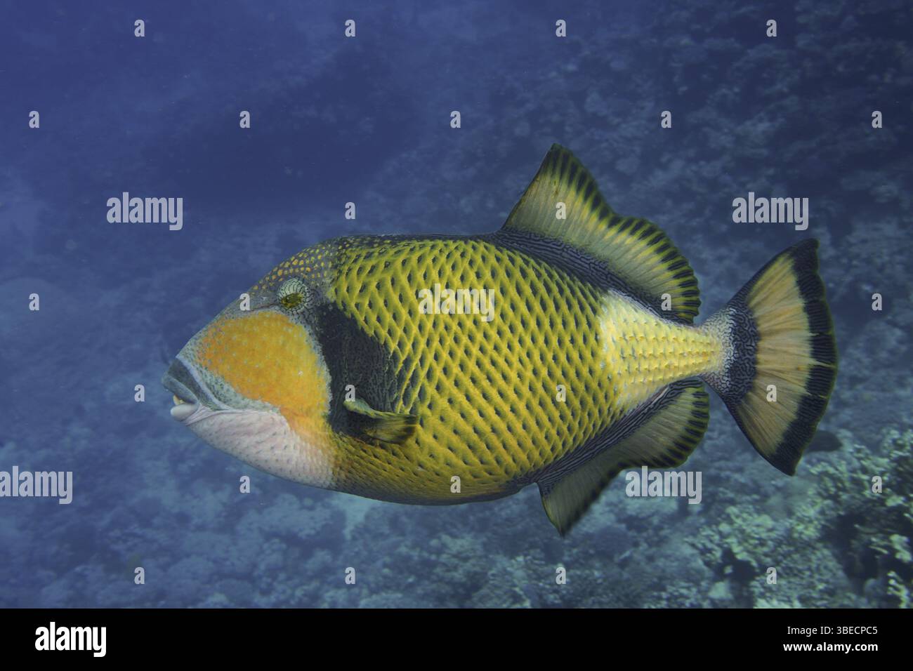 Giant triggerfish (Balistoides viridescens Stock Photo - Alamy