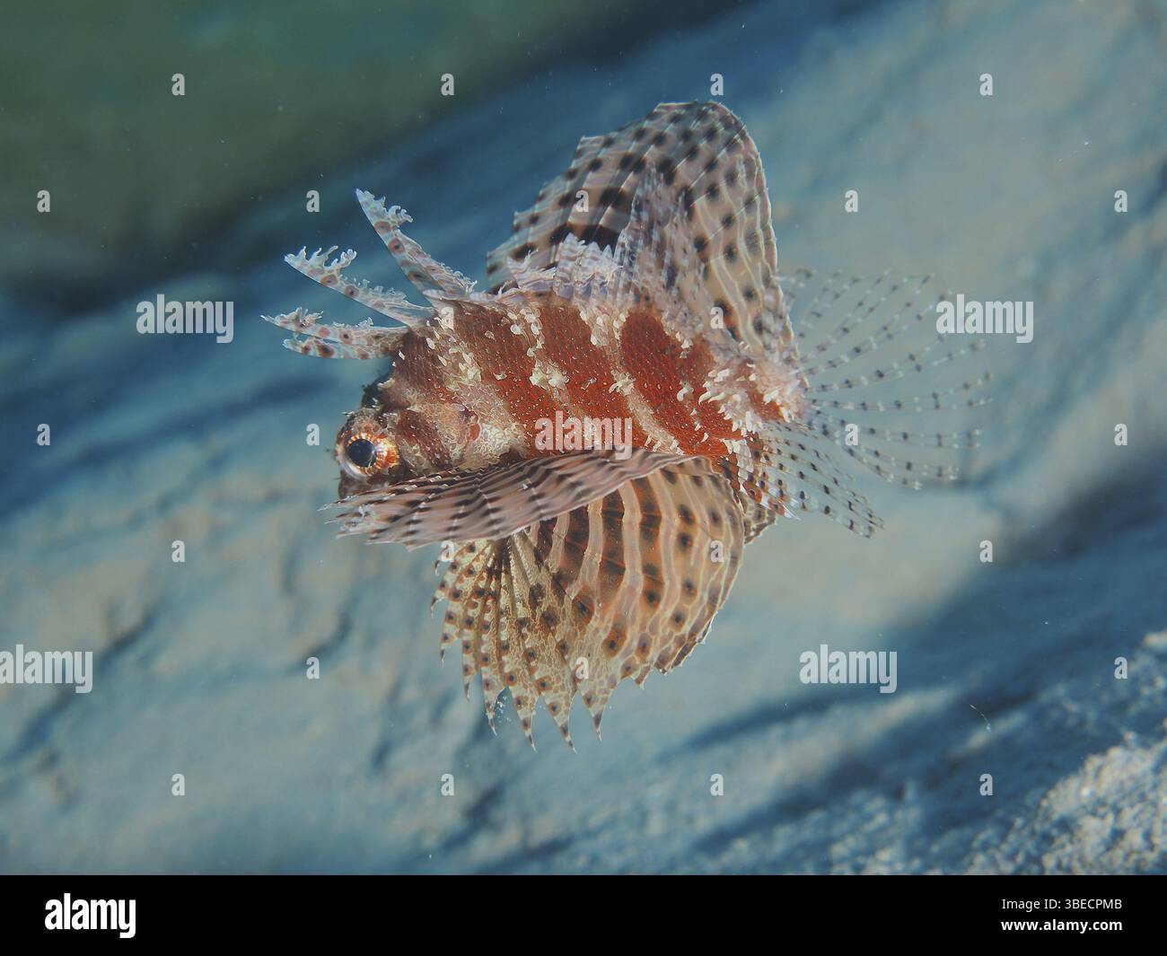 Red Sea Dwarf Lionfish (Dendrochirus hemprichi Stock Photo - Alamy