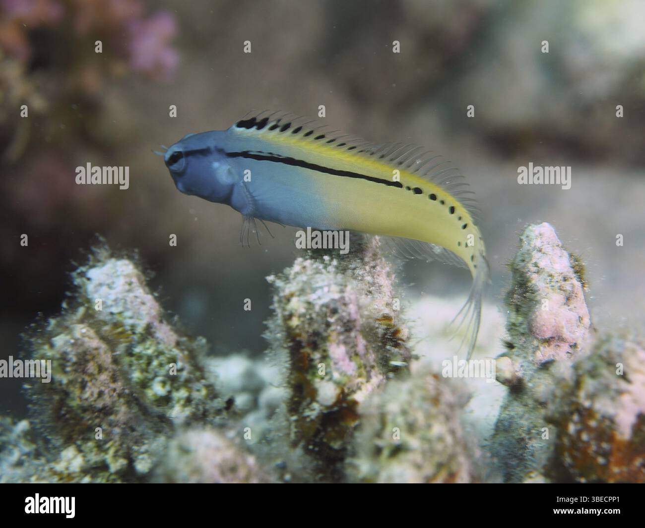 Red Sea mimicry crested tusk (Ecsenius grvieri Stock Photo - Alamy