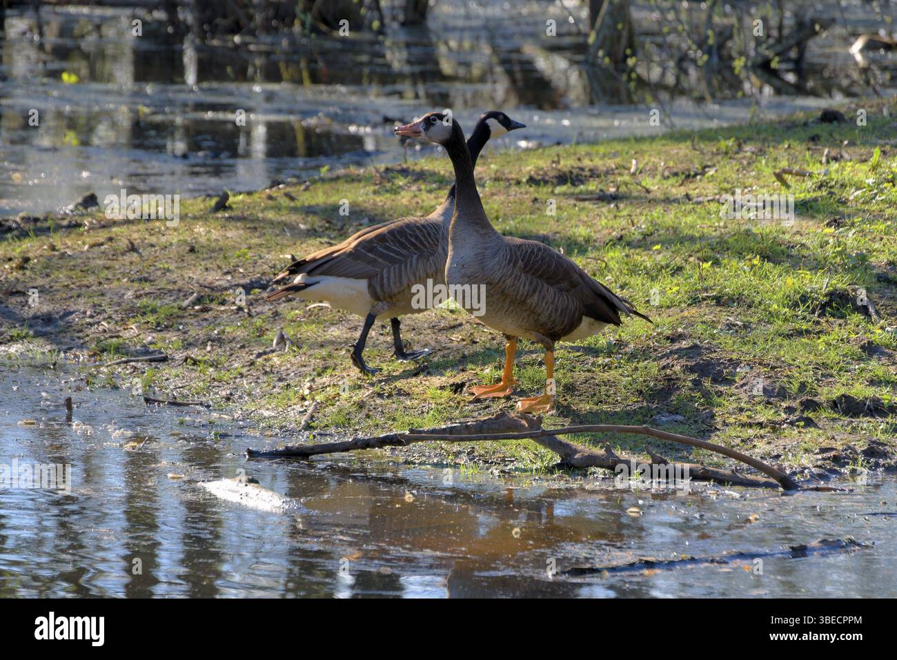 Hybrid of Canada goose and greylag goose (Anser anser, Branta ...