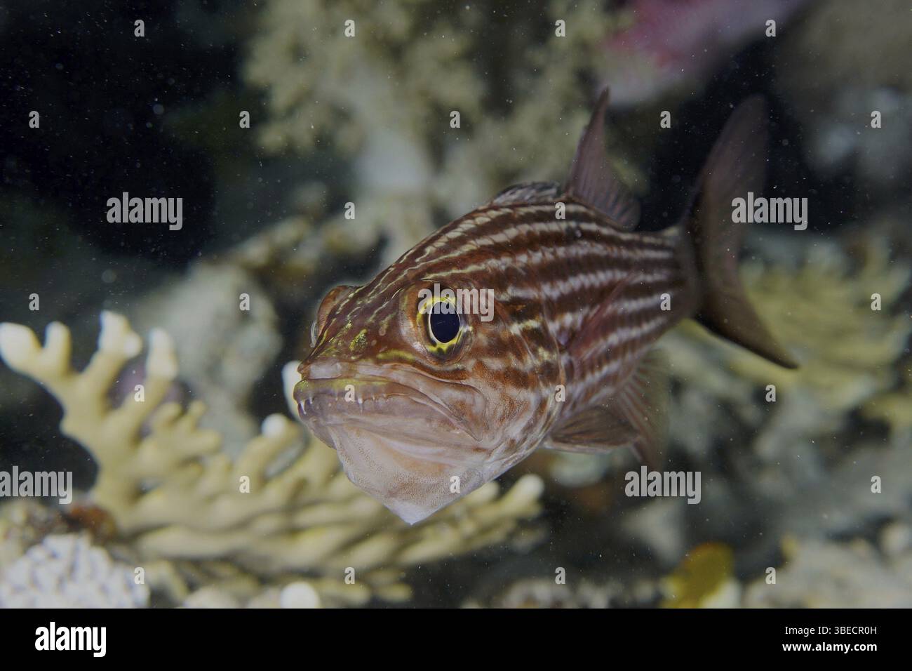 Cheilodipterus hi-res stock photography and images - Alamy