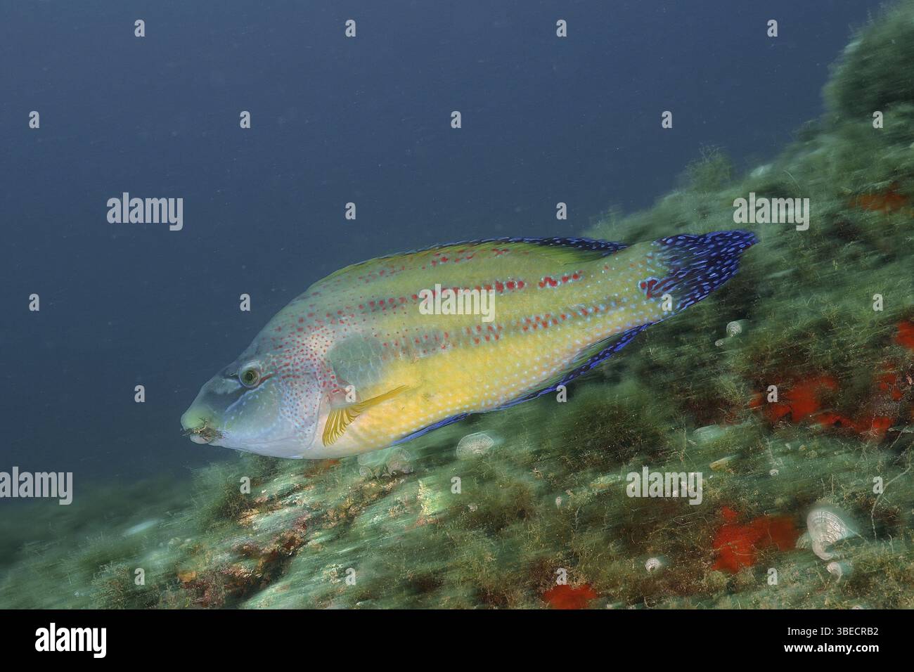 Peacock wrasse (Symphodus tinca Stock Photo - Alamy