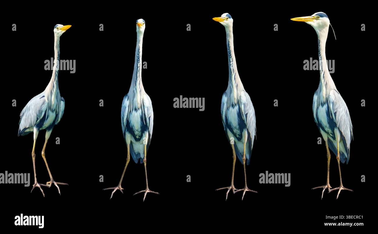 Shown in elegant poses hi-res stock photography and images - Alamy