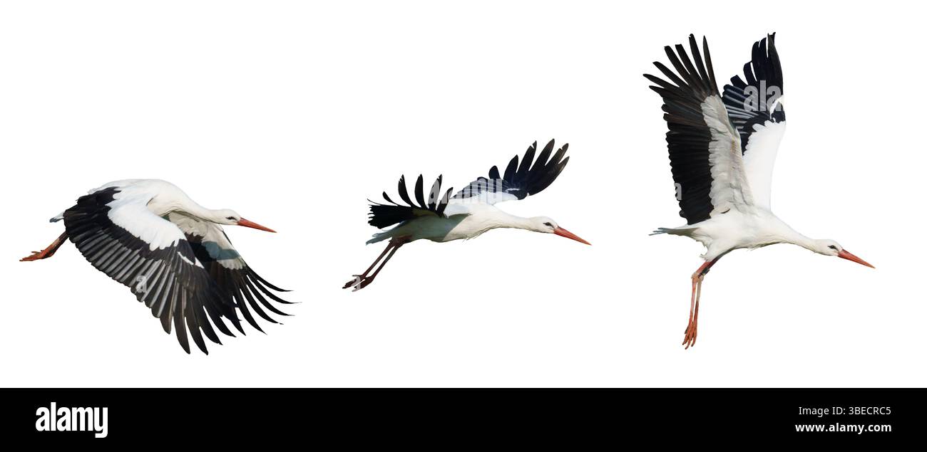 Seasonal bird behavior Cut Out Stock Images & Pictures - Alamy