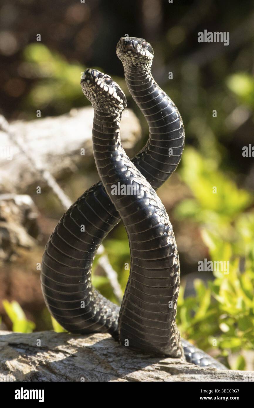 European adder (common european adder Stock Photo - Alamy