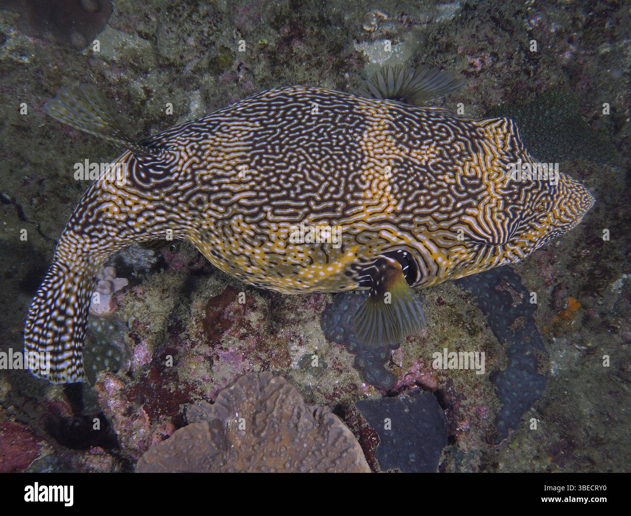 Mappa africa hi-res stock photography and images - Alamy