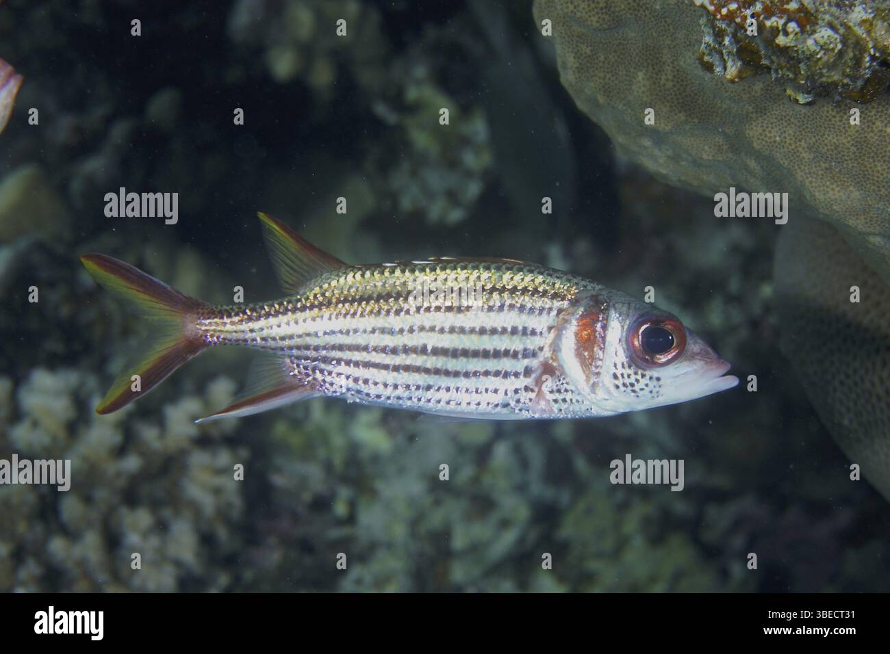 Blood spotted hussar (Neoniphon sammara Stock Photo - Alamy