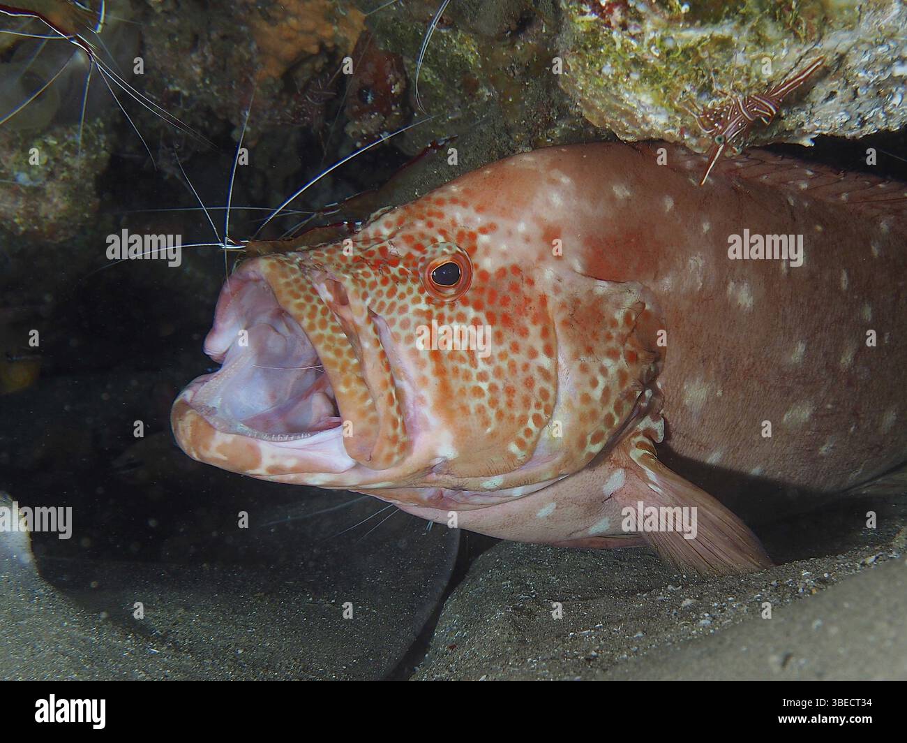 Tomato grouper (Cephalopholis sonnerati Stock Photo - Alamy