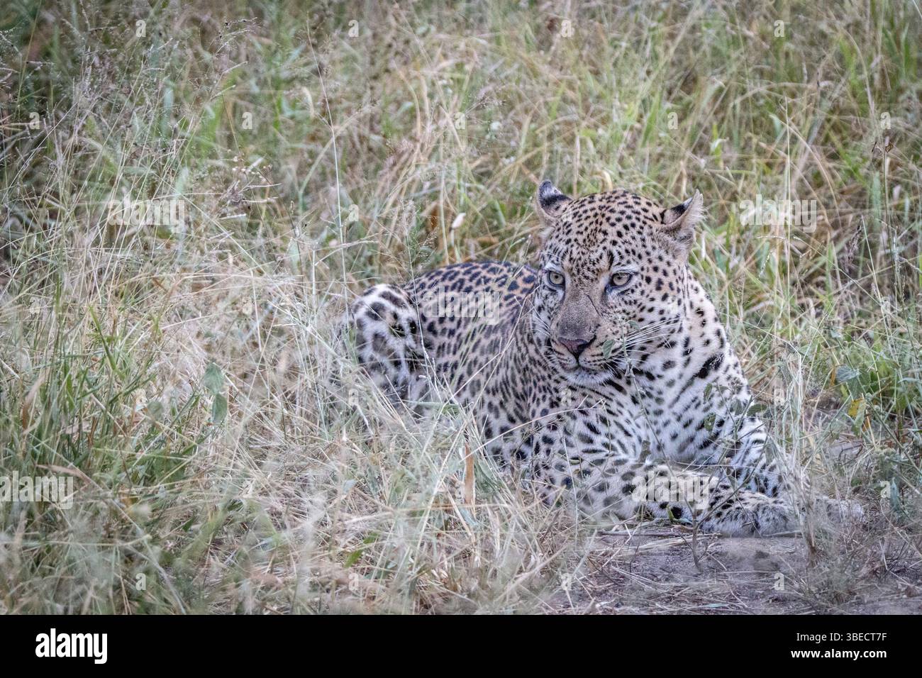 A Leopard laying in the grass in the Sabi Sand Game Reserve, South ...
