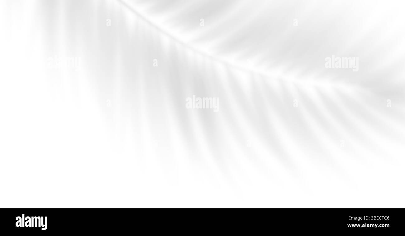 Realistic transparent shadow from leaf of palm tree isolated on ...