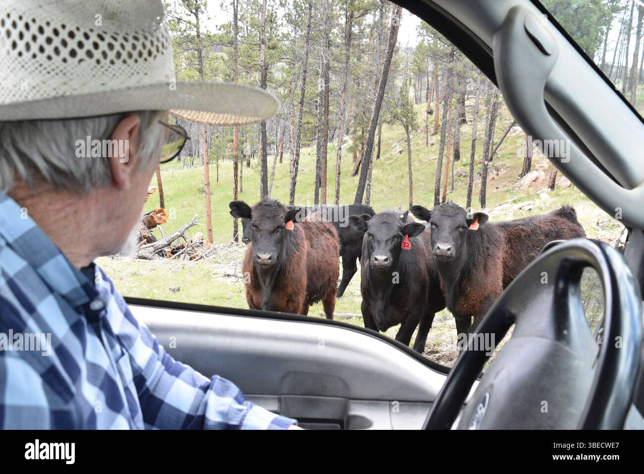 Pat Thiele checks on his cattle as he drives a truck through his land ...