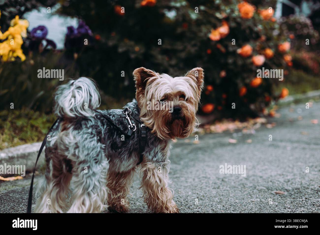 A cute yorkshire terrier dog poses beside vibrant flowers, enjoying a ...