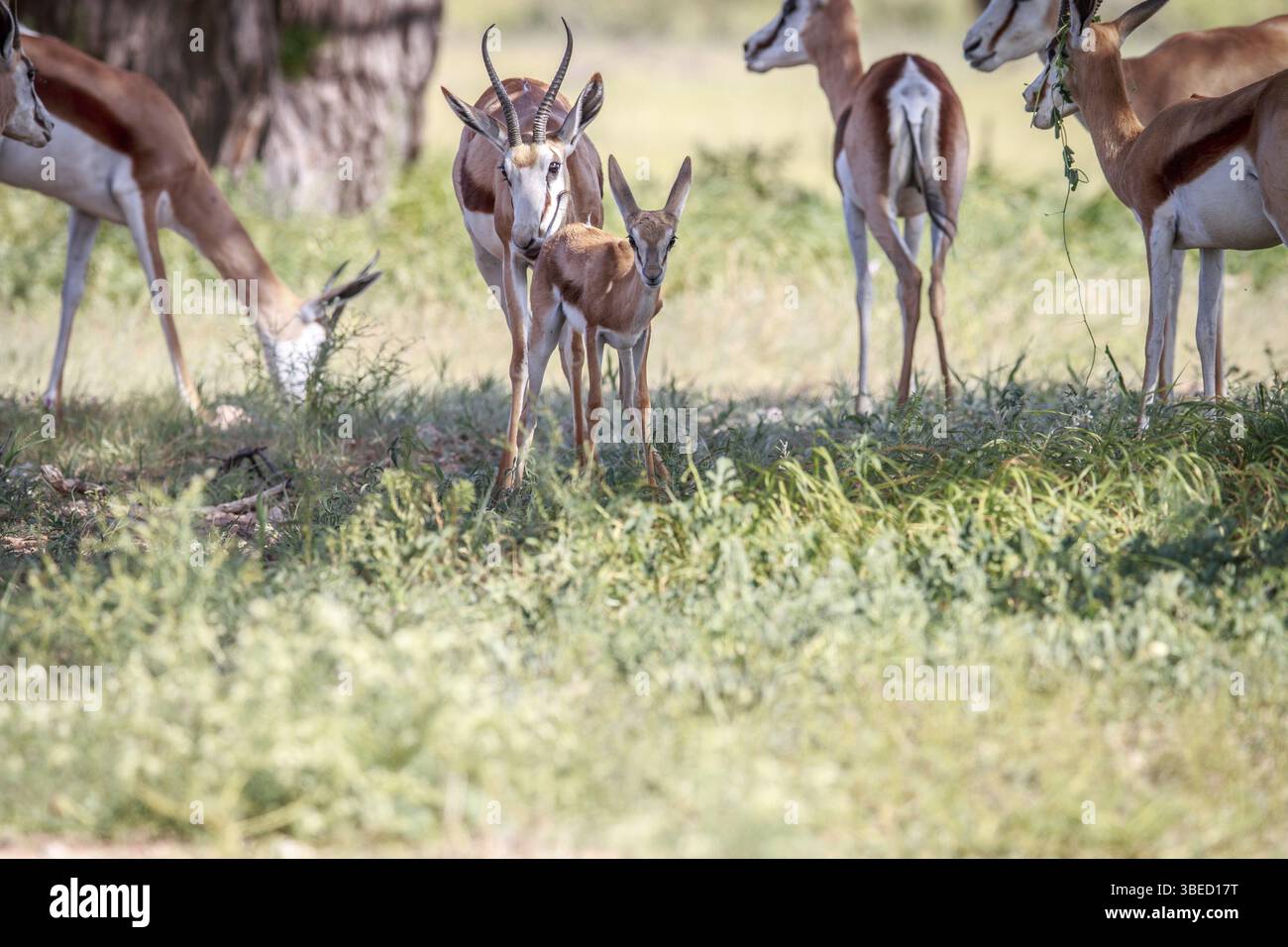 Baby Springbok with a herd of Springbok in the Kgalagadi Transfrontier ...