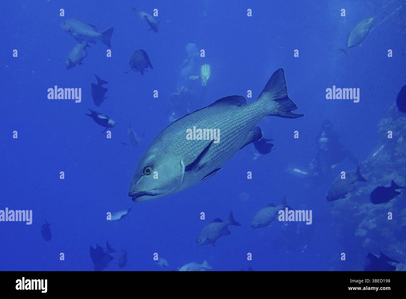 Double-spotted snapper (Lutjanus bohar Stock Photo - Alamy