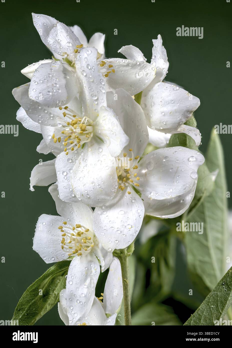 Blooming white jasmine flower on a green background. Flower head close ...