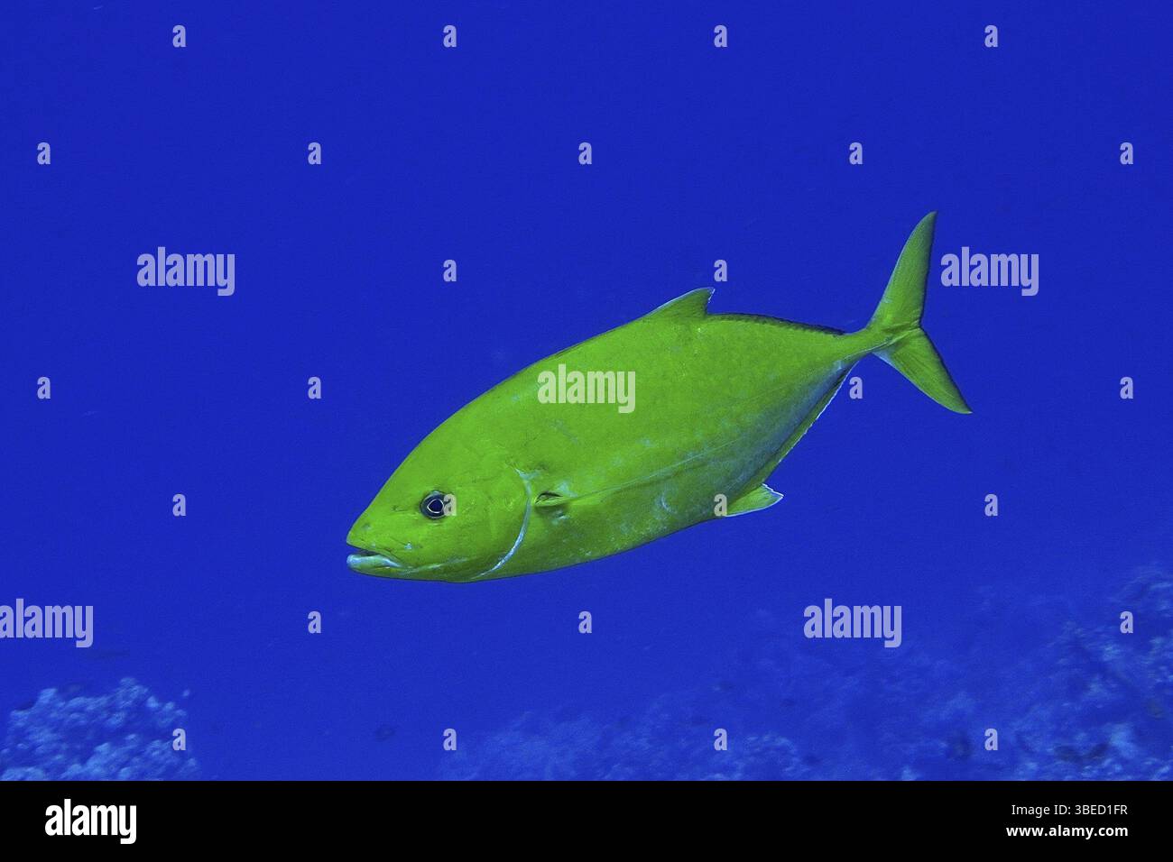 Lemon trevally (Carangoides bajad Stock Photo - Alamy