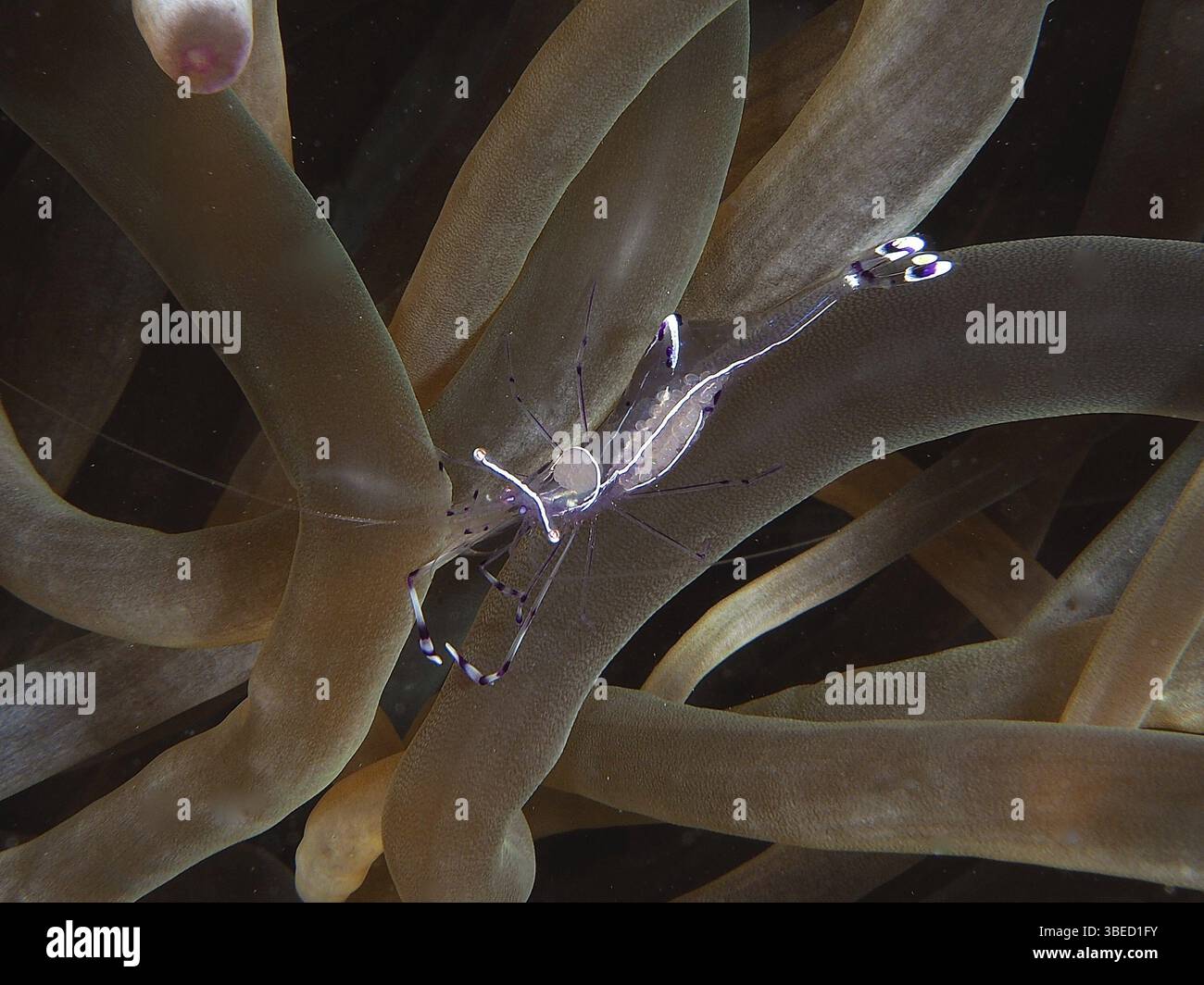 Red Sea partner shrimp (Periclimenes longicarpus Stock Photo - Alamy