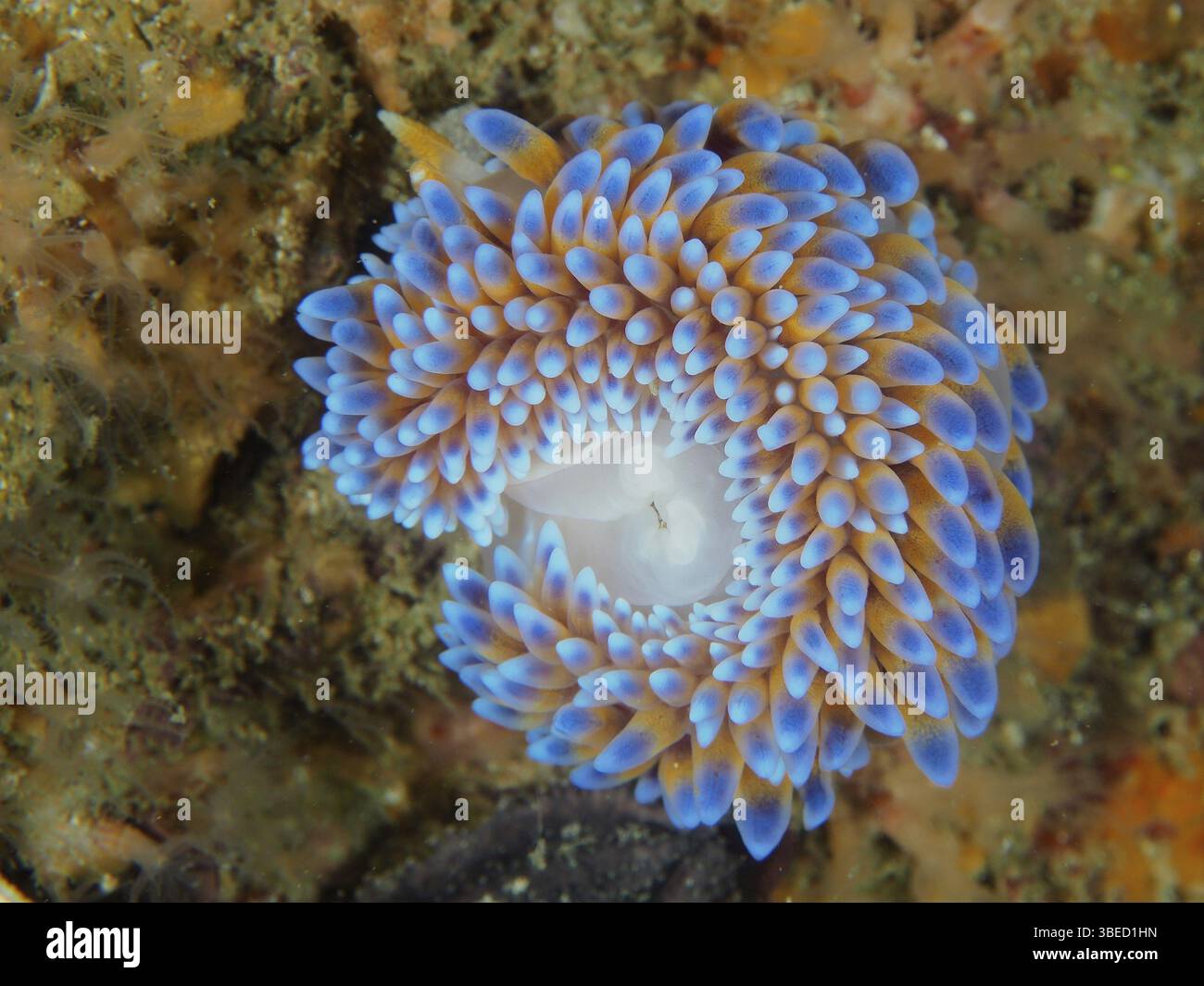 Janolus capensis hi-res stock photography and images - Alamy