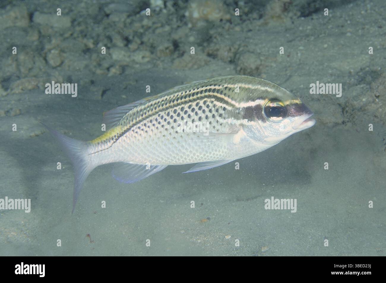 Arabian monocle bream (Scolopsis ghanam Stock Photo - Alamy
