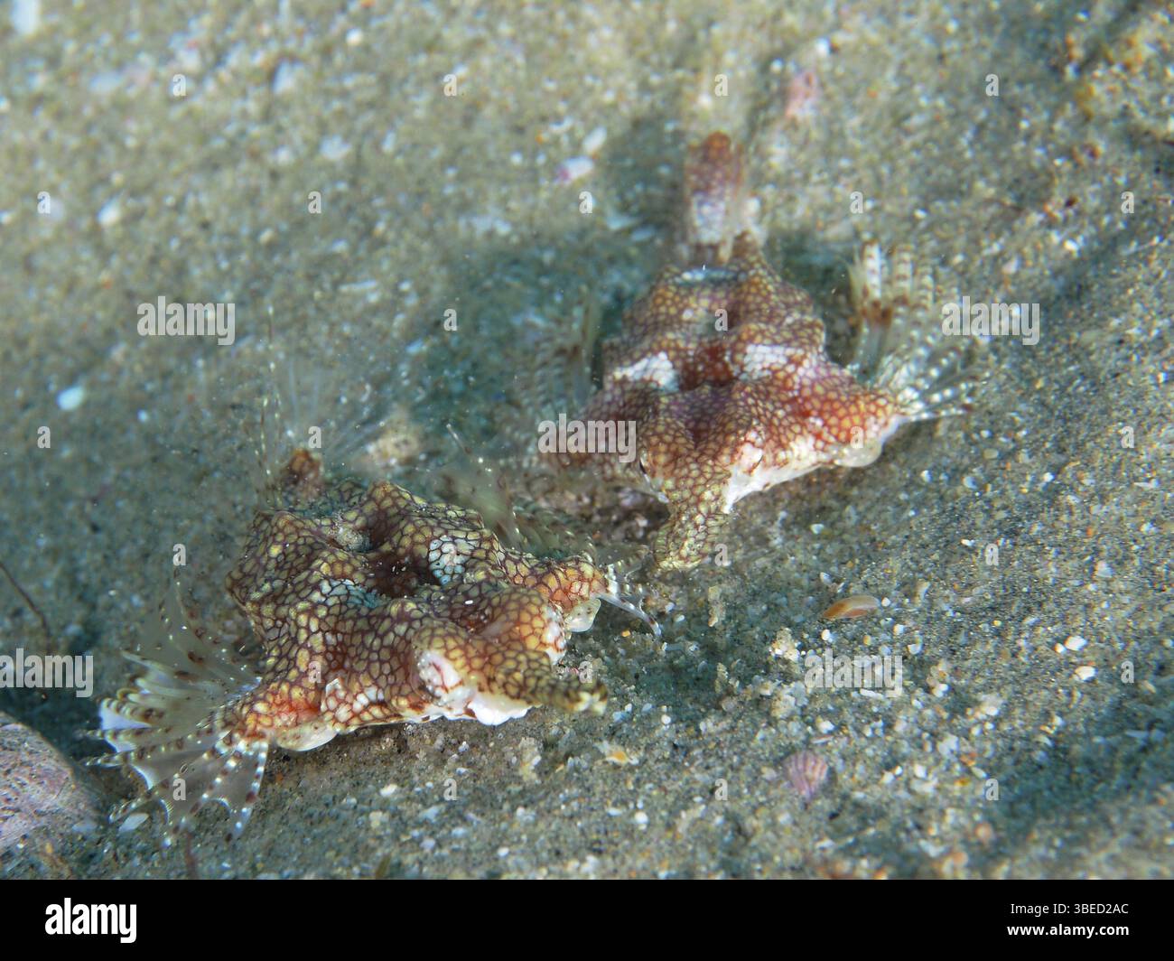 Dwarf winged horsefish (Eurypegasus draconis Stock Photo - Alamy