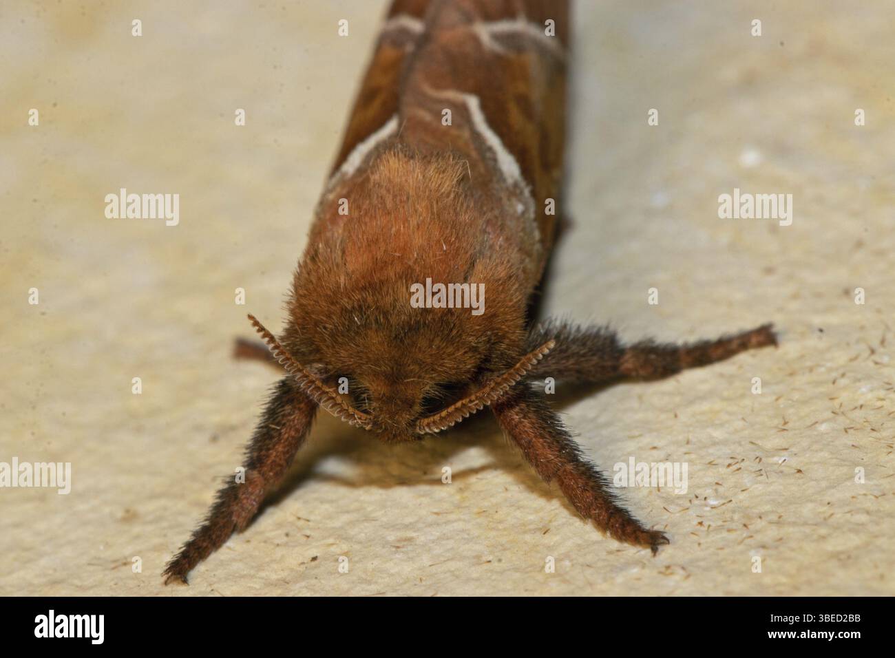 Dock rootworm (Triodia sylvina Stock Photo - Alamy