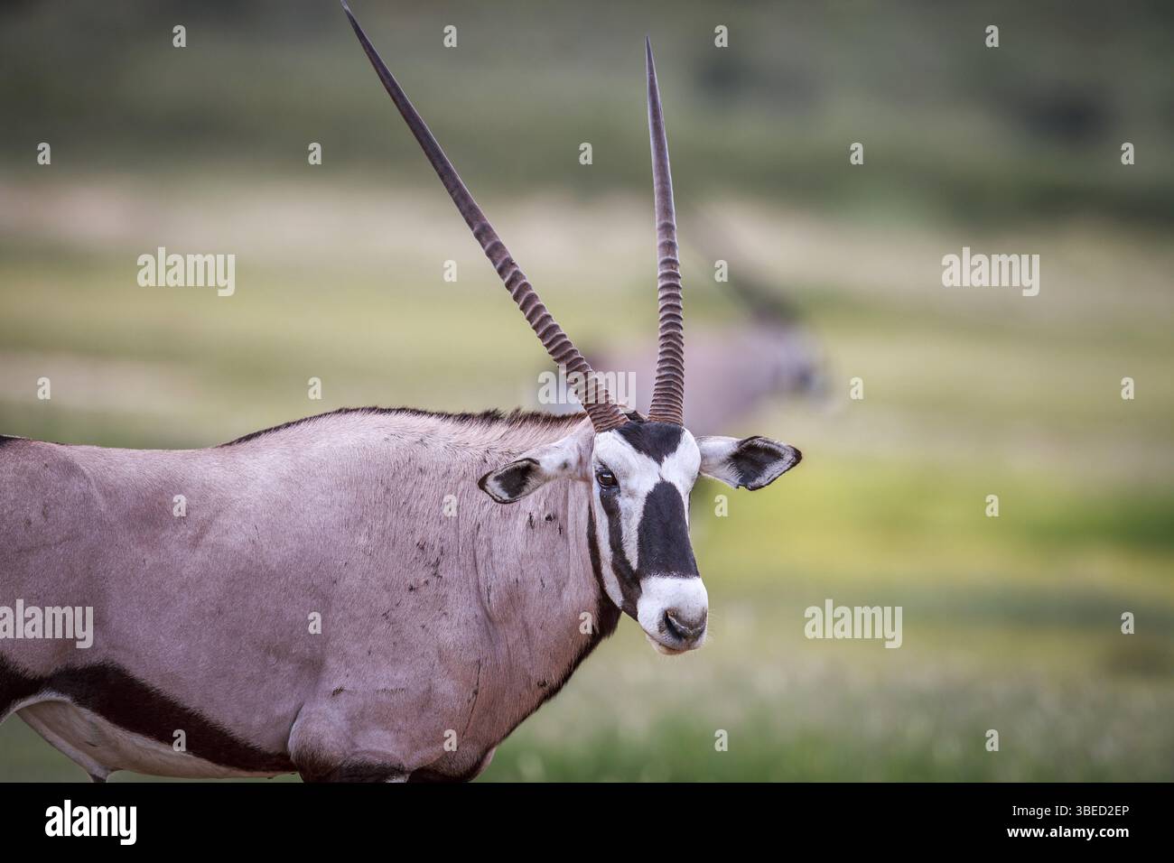 Side profile of a Gemsbok in the Kgalagadi Transfrontier Park, South ...