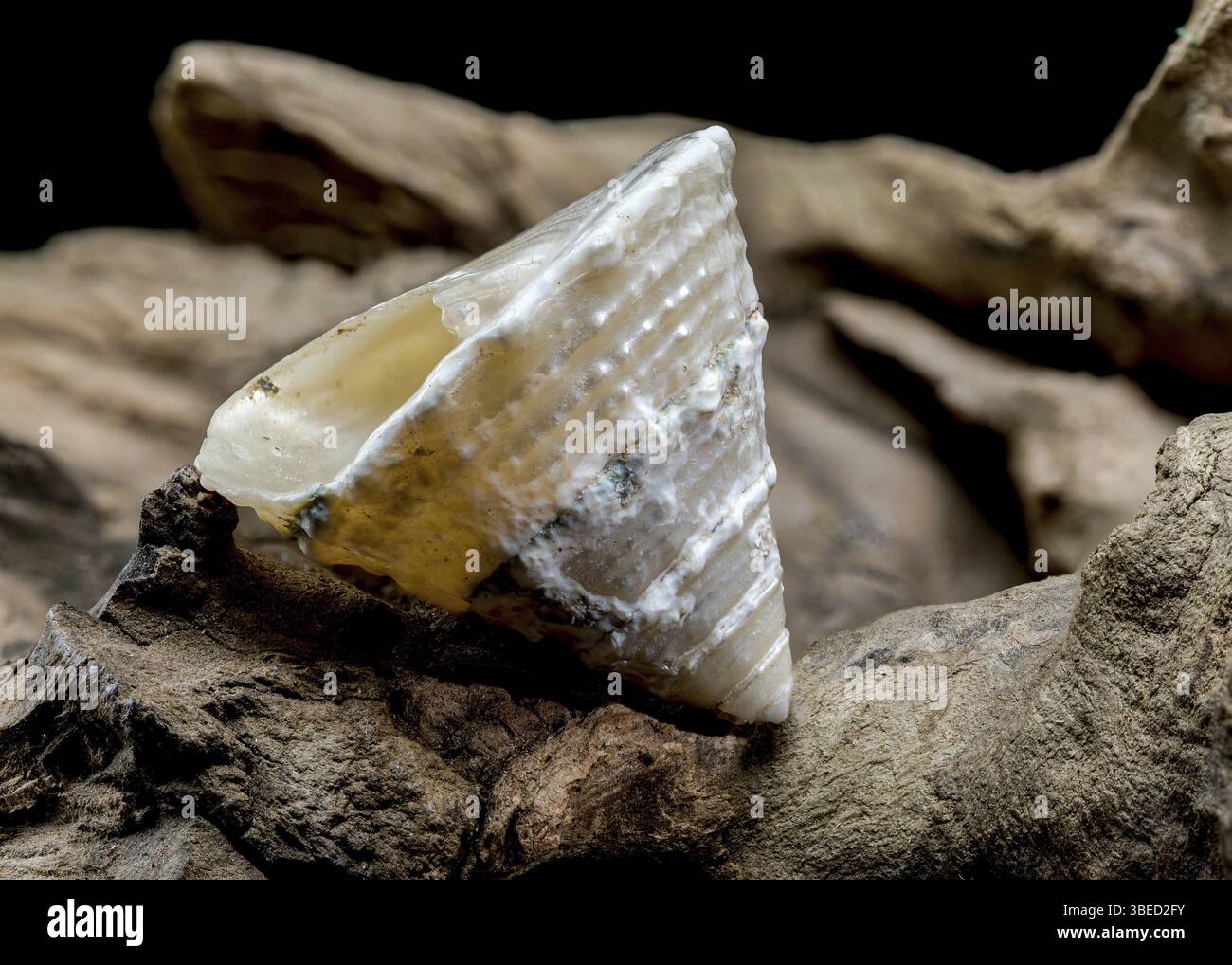 Close-up of a white and gray seashell with intricate textures, resting ...