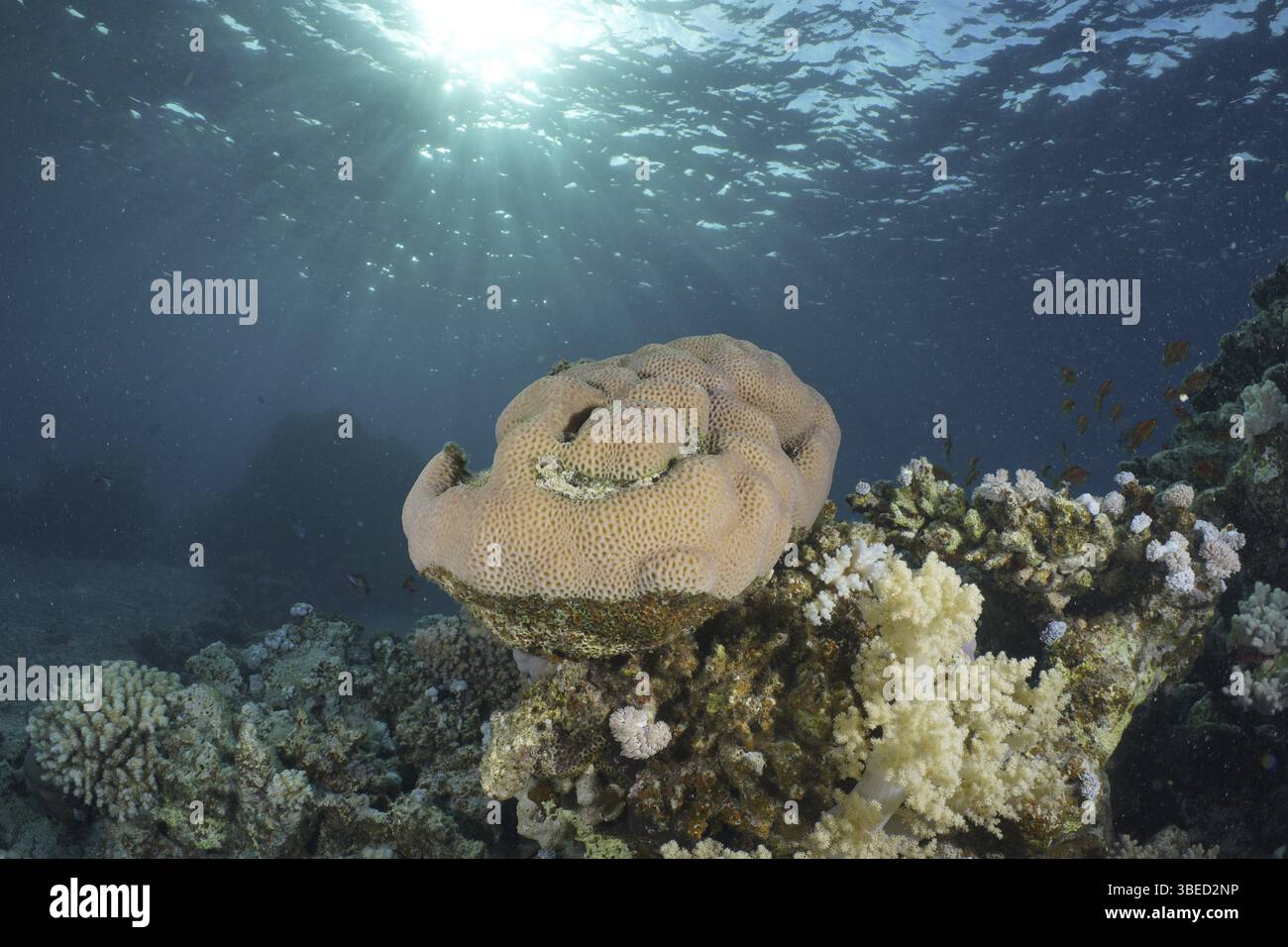 Edwards star coral hi-res stock photography and images - Alamy