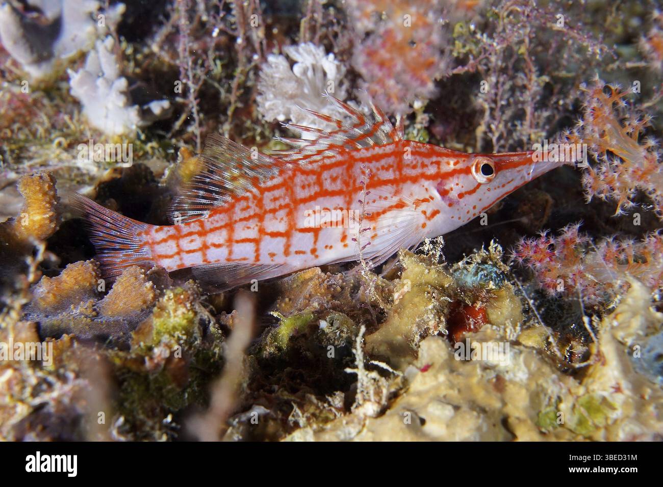 Longnose Hawkfish (Oxycirrhites typus Stock Photo - Alamy