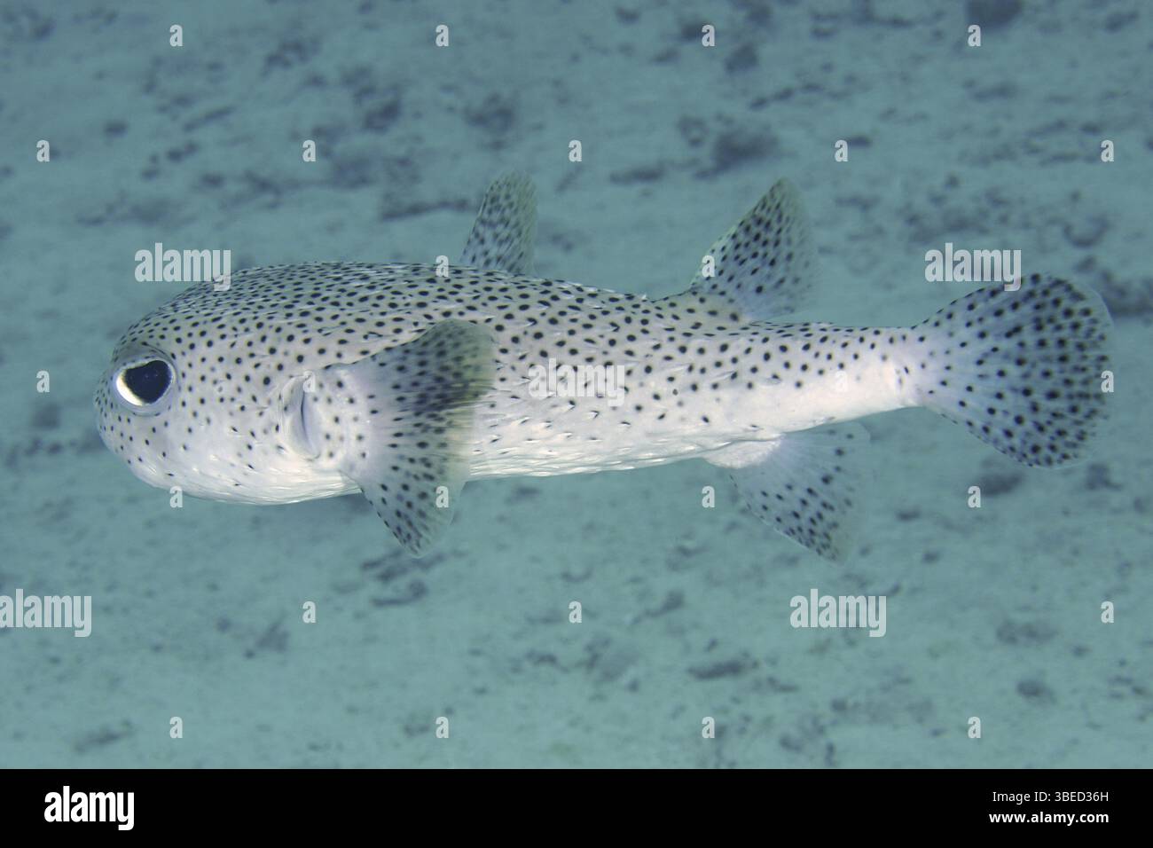 Diodon hystrix spotted porcupinefish hi-res stock photography and ...
